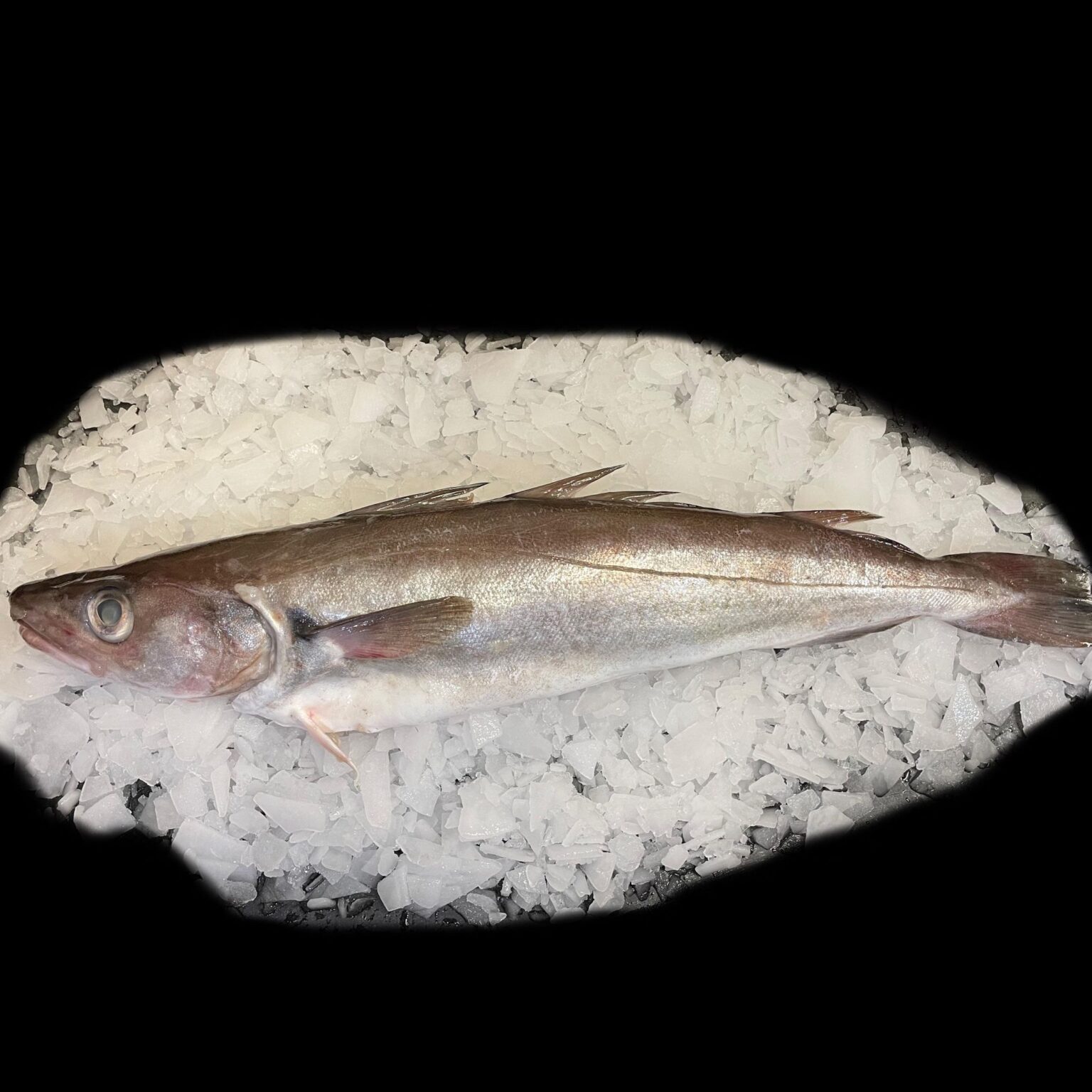 Hele ferske fisk Arkiv - Hanstholm auction buyer